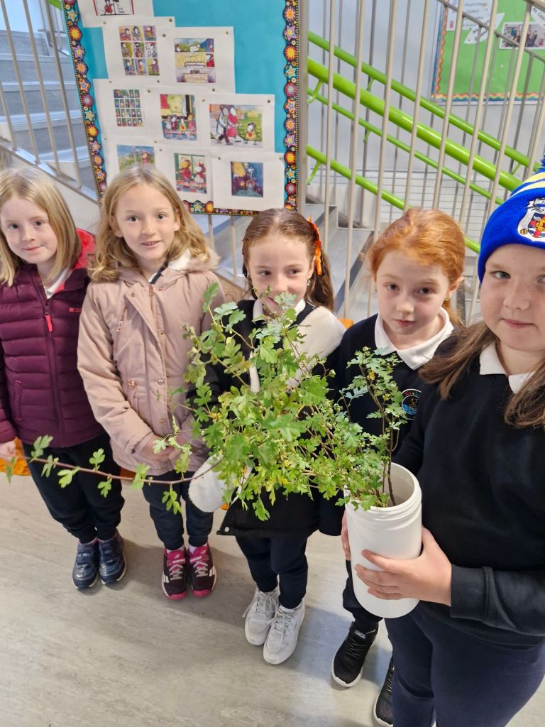 Lá na gCrann - Gaelscoil Riabhach